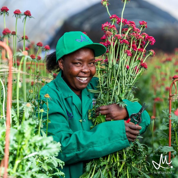 The Scabiosa, a forgotten flower | Marginpar